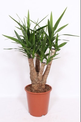 Yucca Elephantipes, 27cm Pot Size, 100cm Tall, Yucca, Indoor Houseplant