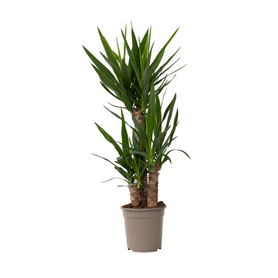 Yucca Elephantipes - Spineless Yucca - Height 70-80cm - Pot 21cm