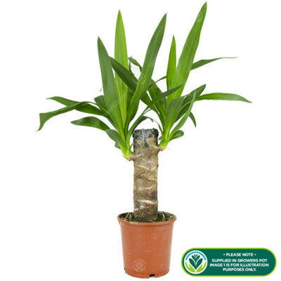 Yucca Elephantipes Spineless Yucca Plant - Hardy, Indoor/Outdoor, Low ...