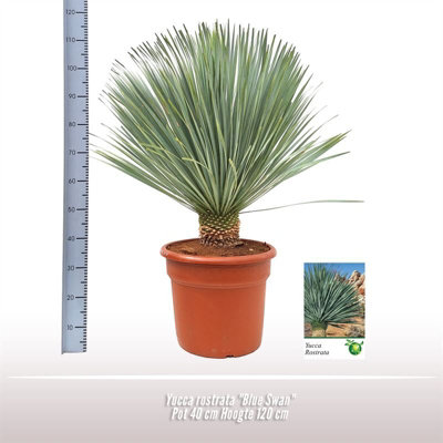 Yucca Rostrata Blue Swan, 40cm Pot Size, 120cm Tall, Yucca, Indoor ...