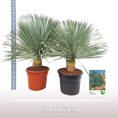 Yucca Rostrata Blue Swan, 50cm Pot Size, 130cm Tall, Yucca, Indoor ...