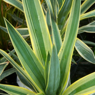 Yucca Variegata Garden Plant - Variegated Yelloe and Green Foliage ...