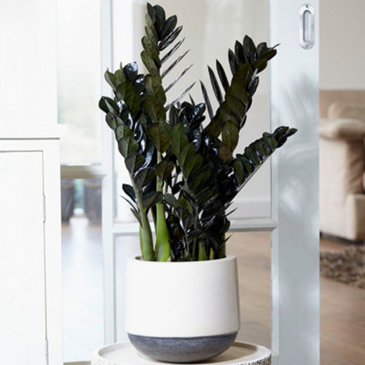 Zamioculcas Raven - Indoor ZZ Plant, Houseplant in 14cm Pot, Ideal for ...