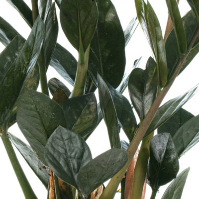 Zamioculcas Raven - Indoor ZZ Plant, Houseplant in 14cm Pot, Ideal for ...