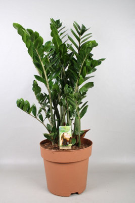 Zamioculcas Zamiifolia, 30cm Pot Size, 110cm Tall, ZZ plant, Indoor ...