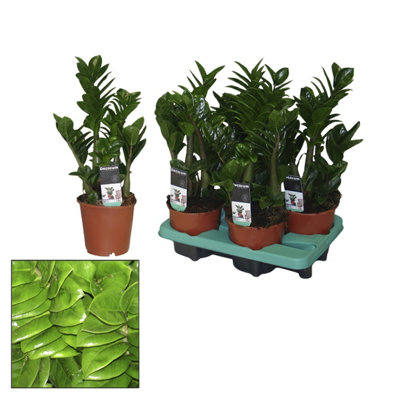 Zamioculcas Zamiifolia Zenzi, 14cm Pot Size, 40cm Tall, ZZ plant ...