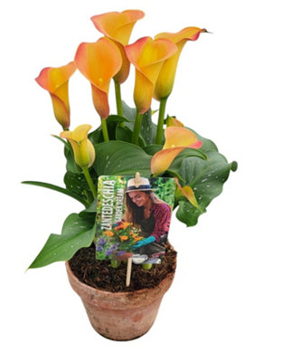 Zant Captain Brunello 5+ Keram, 17cm Pot Size, 50cm Tall, Zanzibar gem ...
