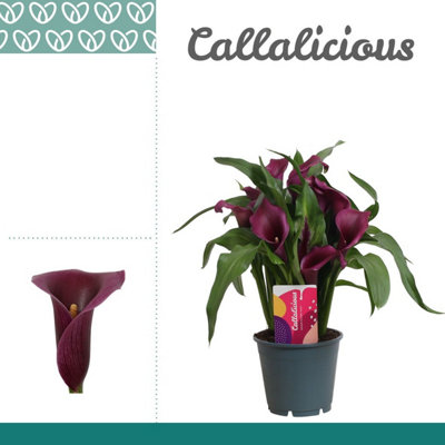 Zant Paco 5+, 14cm Pot Size, 40cm Tall, Calathea, Indoor Houseplant
