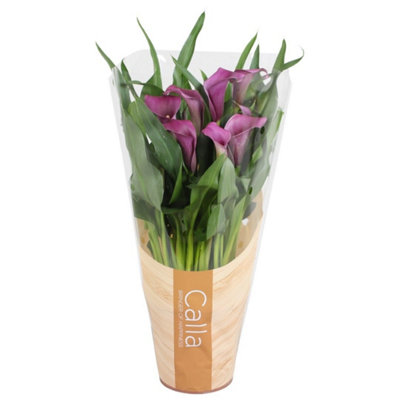 Zant Paco 5+ Hoes, 13cm Pot Size, 40cm Tall, Calla Lily Zantedeschia ...