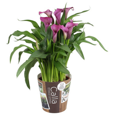 ZANT PACO 5+ POTCOVER OUTDOOR, 13CM POT SIZE, 40CM TALL, CALLA LILY ...