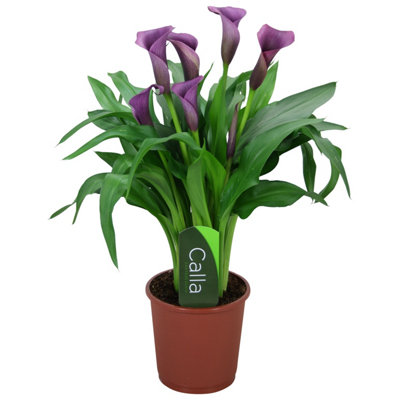 Zant Paco 6+, 13cm Pot Size, 40cm Tall, Calla Lily Zantedeschia Paco 6 ...