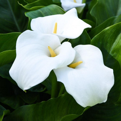 Zantedeschia aethiopica Arum Lily - Hardy Aquatic Perennial Large White ...