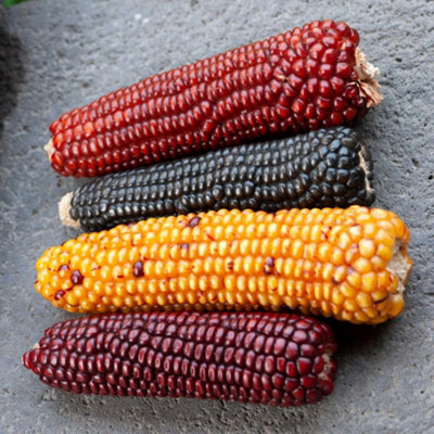 Zea Mays Baby s Fingers Ornamental Corn Seeds - Mixed Colors for Autumn ...