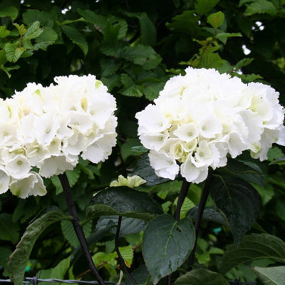 Zebra Outdoor Shrub Plant Hydrangea Macrophylla Flowering Garden Plant ...