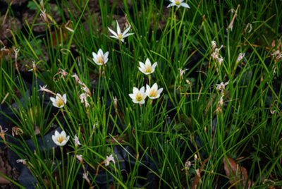 Zephyranthes candida - 3x 1Ltr Plants - Marginal Aquatic Pond Plant