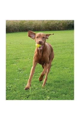 ZEUS NITRO WEIGHTED BALL DOG TOY