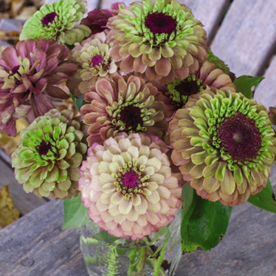 Zinnia elegans Queen Red Lime 1 Seed Packet