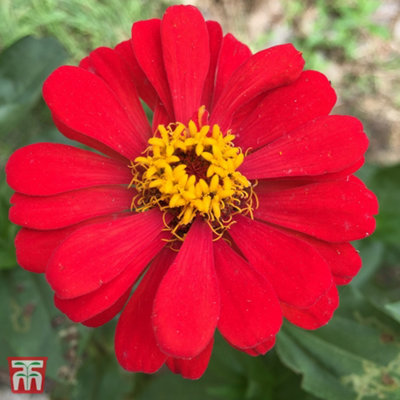Zinnia Red Spider 1 Packet (50 Seeds)