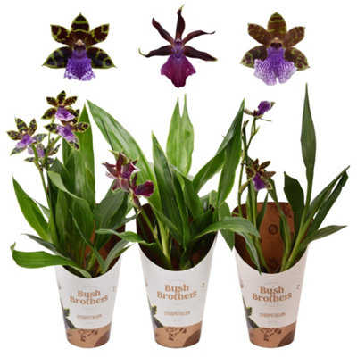 Zygop Louisendorf Mixed 1 Ta, 12cm Pot Size, 40cm Tall, Zygopetalum ...